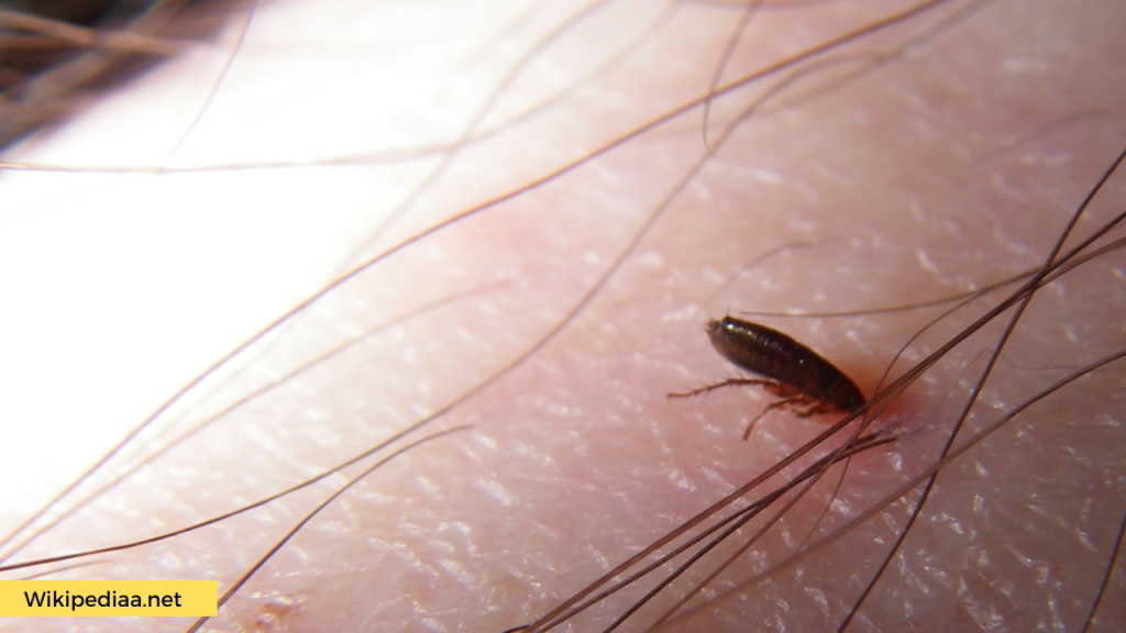 What Do Baby Fleas Look Like?