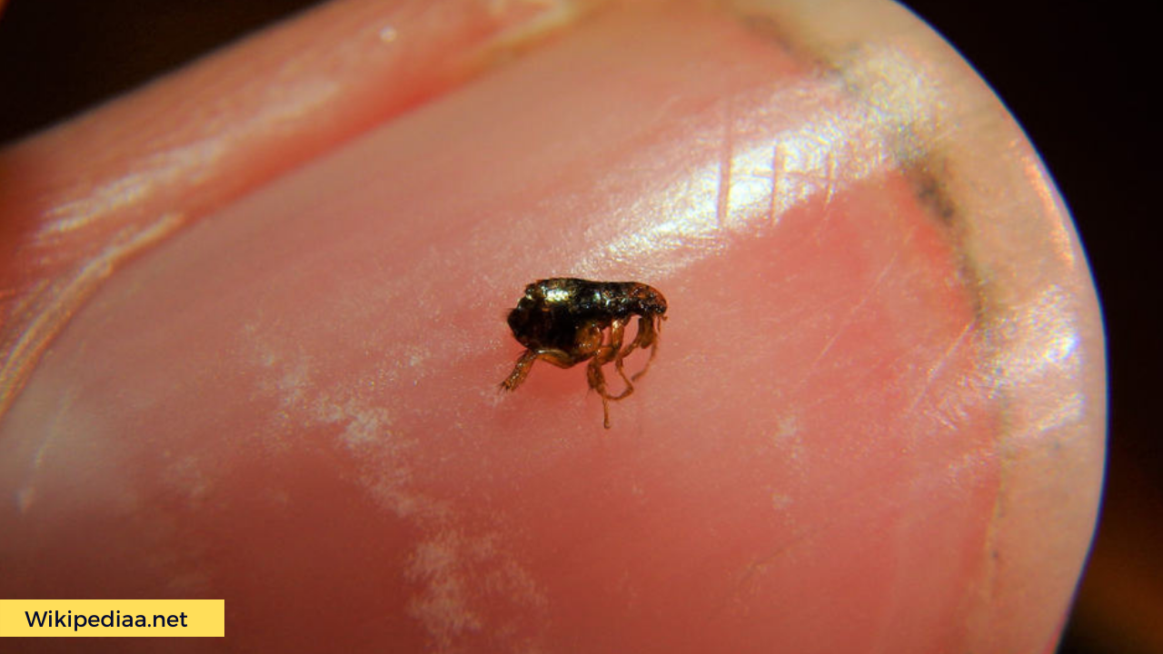 What Do Baby Fleas Look Like?