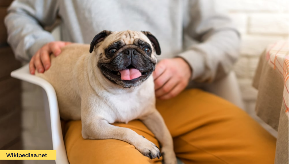 Why do dogs sit on you?(7 Reasons for this Behavior)