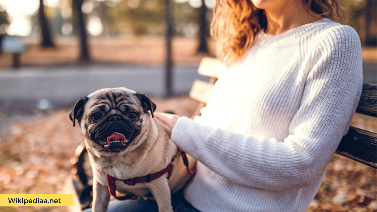 Why do dogs sit on you?(7 Reasons for this Behavior)
